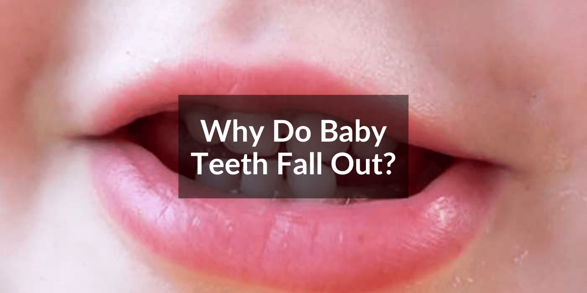 Why Do Baby Teeth Fall Out – Curiosity Unlocked