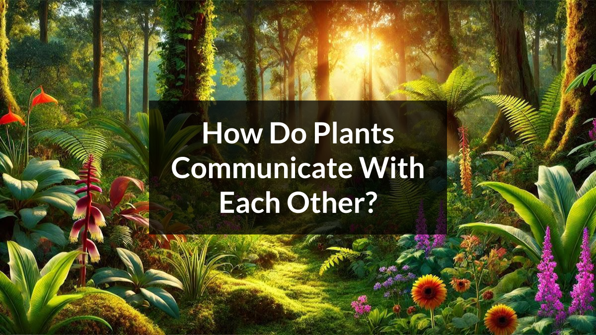 How Do Plants Communicate With Each Other? - Curiosity Unlocked