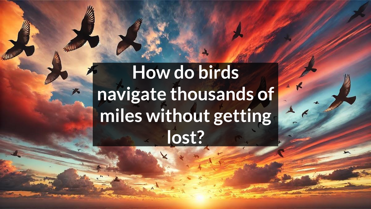 How do birds navigate thousands of miles without getting lost ...