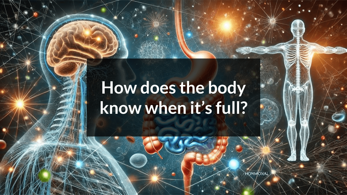 How does the body know when it’s full? - Curiosity Unlocked