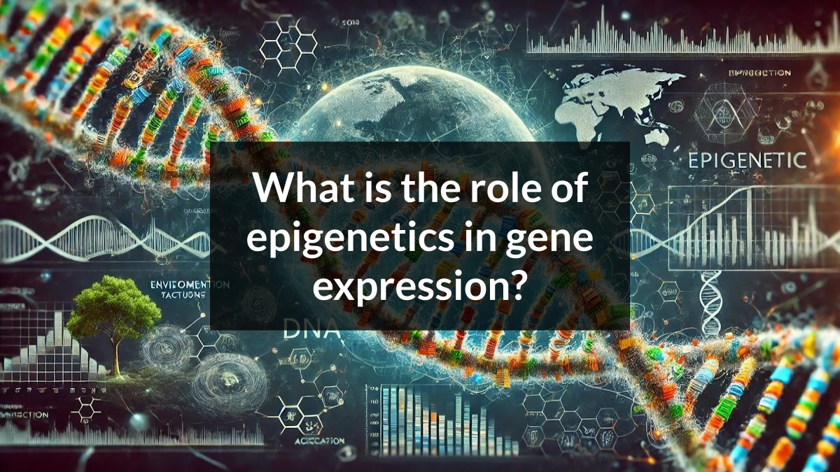 What is the role of epigenetics in gene expression? - Curiosity Unlocked