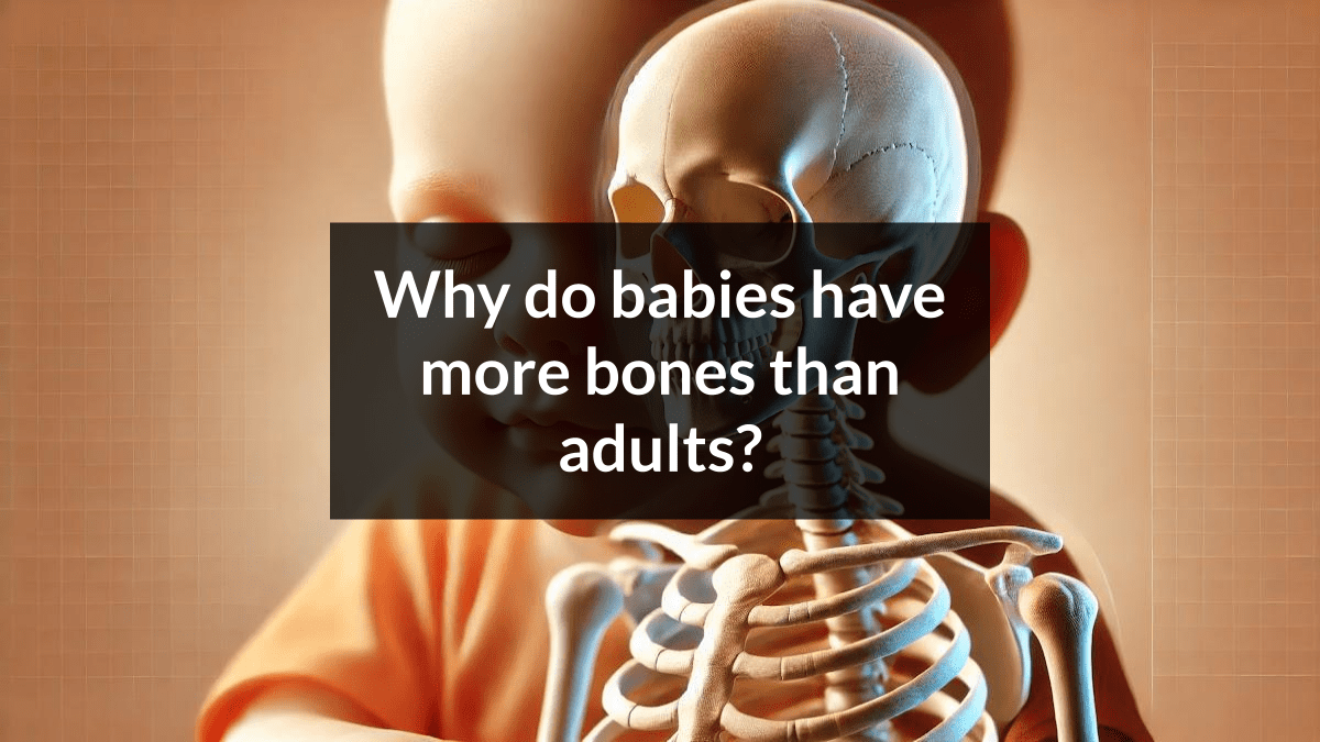 Why do babies have more bones than adults? - Curiosity Unlocked