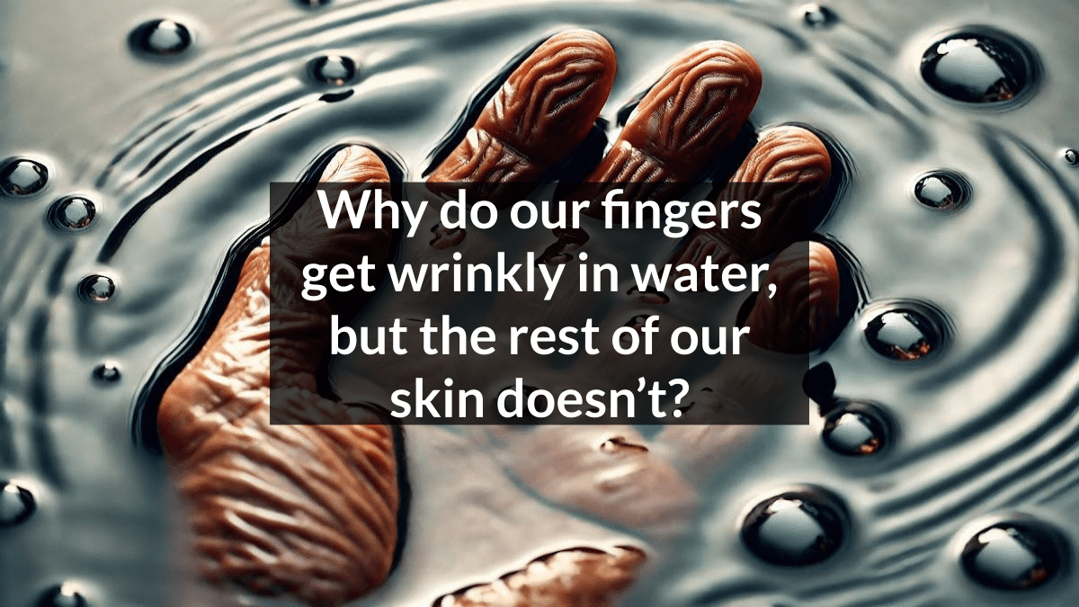Why do our fingers get wrinkly in water, but the rest of our skin doesn ...